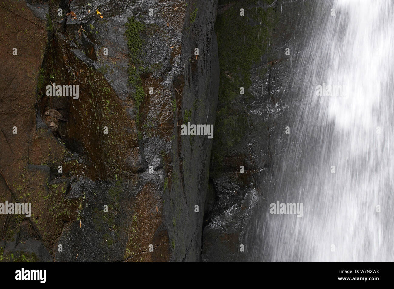 Great Dusky Swifts (Cypseloides senex) at a nest in front of waterfall ...