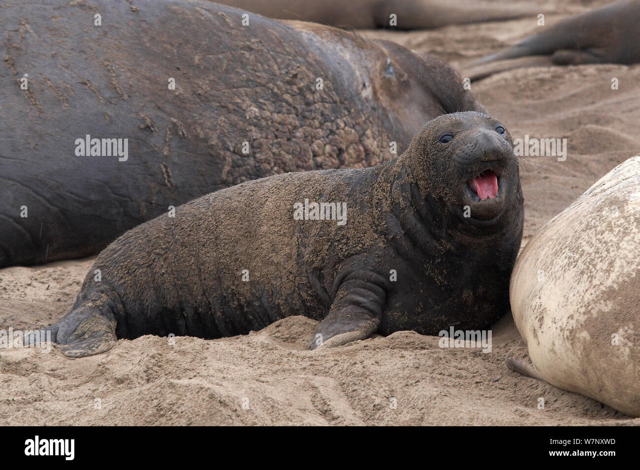 Northern Elephant Seal (Mirounga angustirostris) female calling, Ano ...