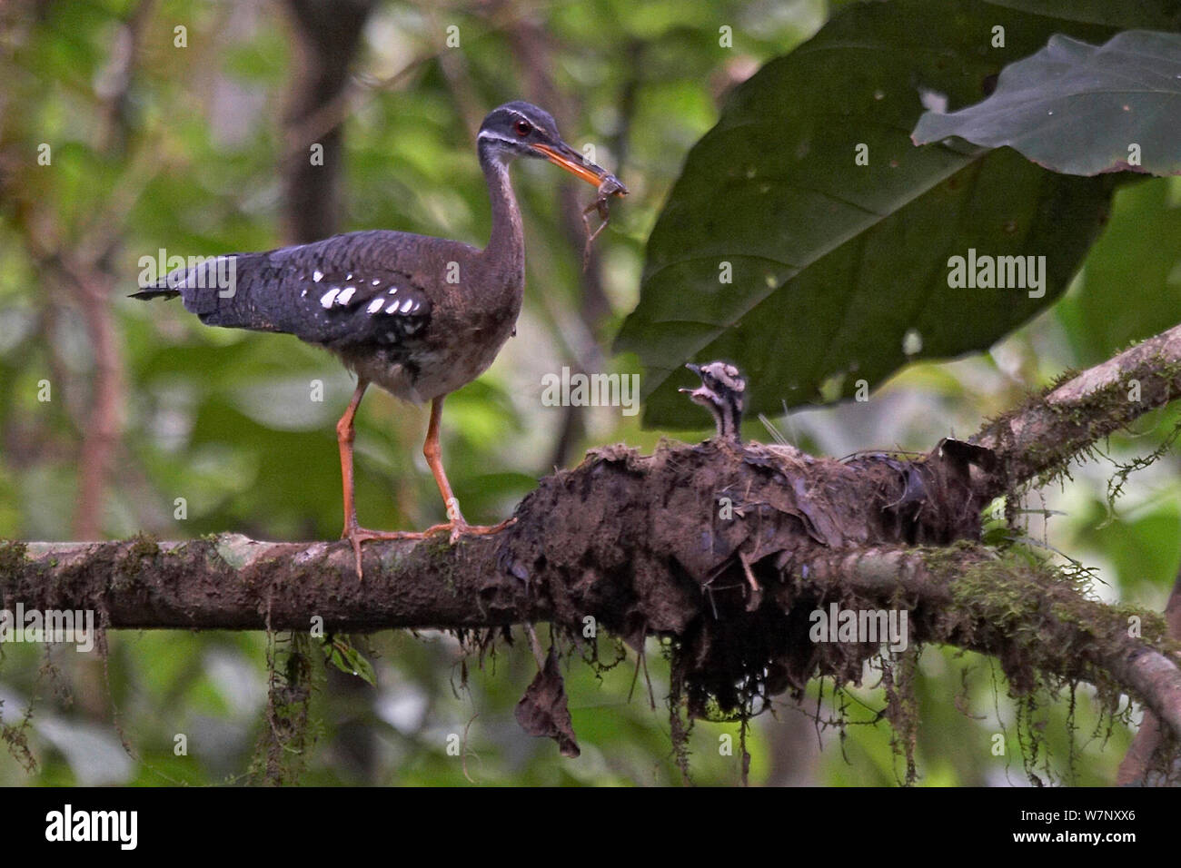 Sunbittern (Eurypyga helias) feeding chick at nest, Soberania National ...