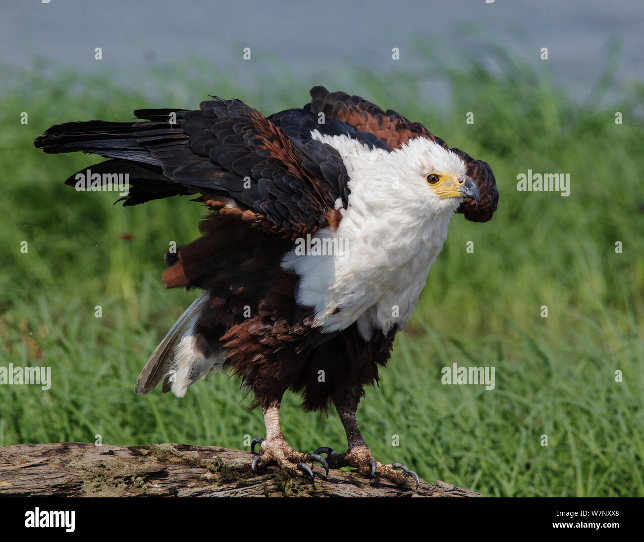 Fluffing feathers hi-res stock photography and images - Alamy