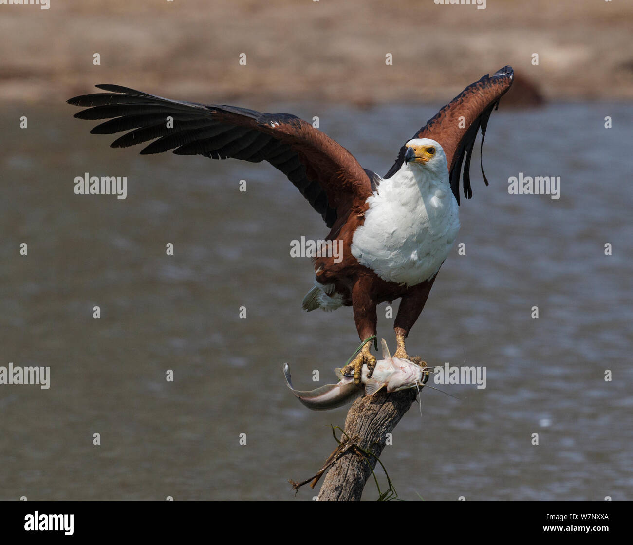 Caught catfish hi-res stock photography and images - Alamy