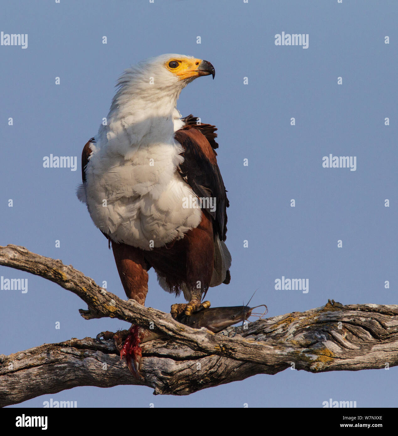 Eagles with fish hi-res stock photography and images - Alamy
