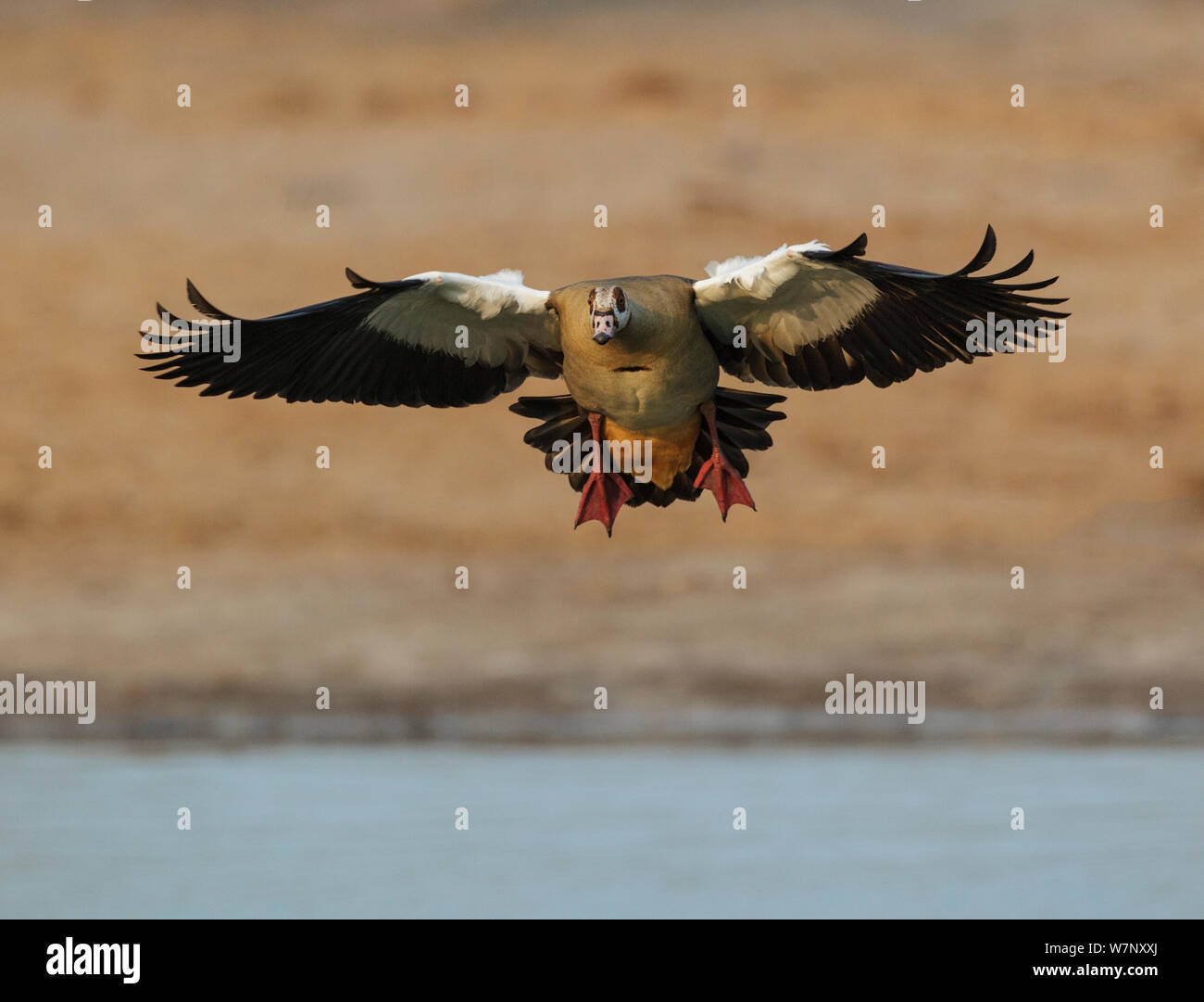 Egyptian ducks hi-res stock photography and images - Alamy