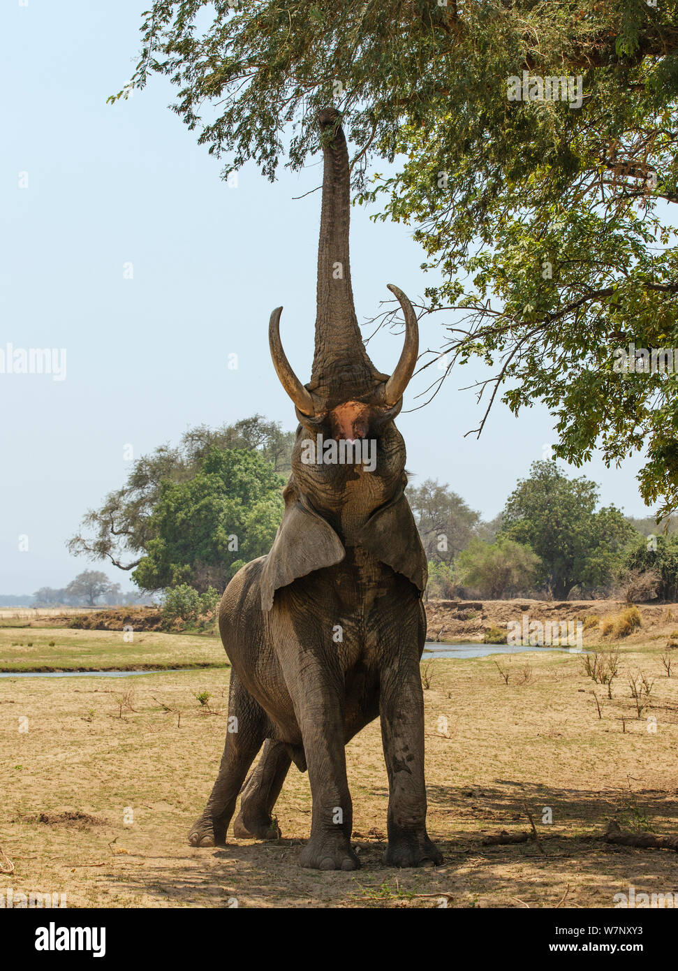 Elephant tree and branches hi-res stock photography and images - Alamy