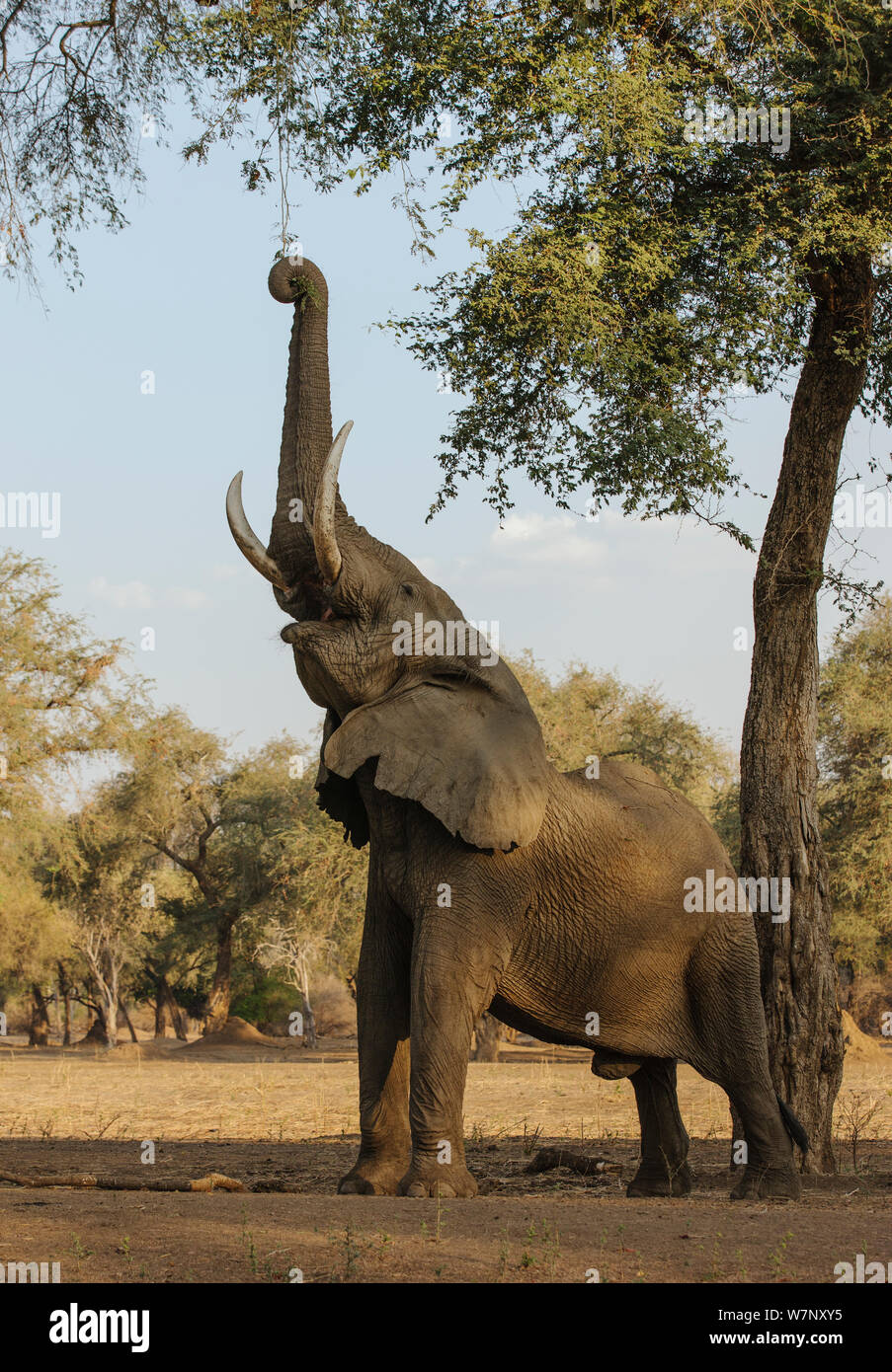 Elephant reaching up tree hi-res stock photography and images - Alamy