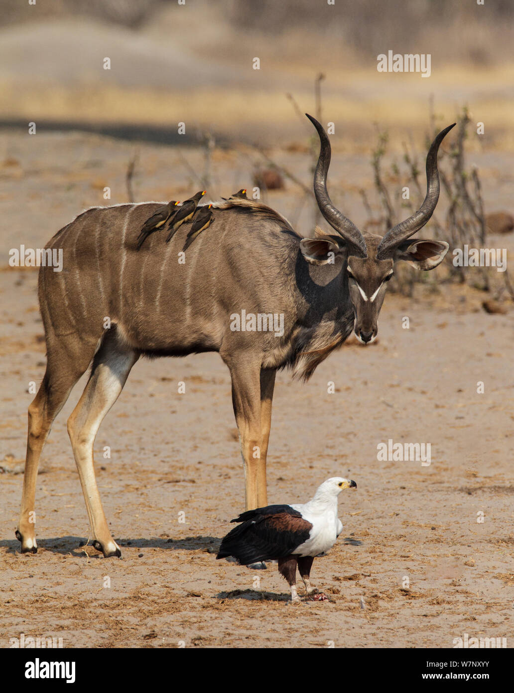 Ground feeding birds hi-res stock photography and images - Alamy