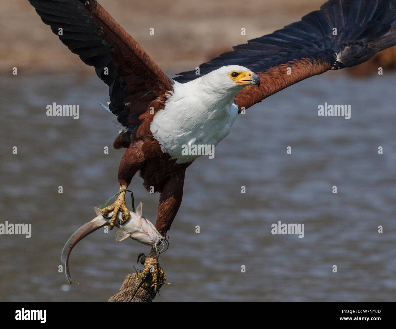Catfish africa hi-res stock photography and images - Alamy