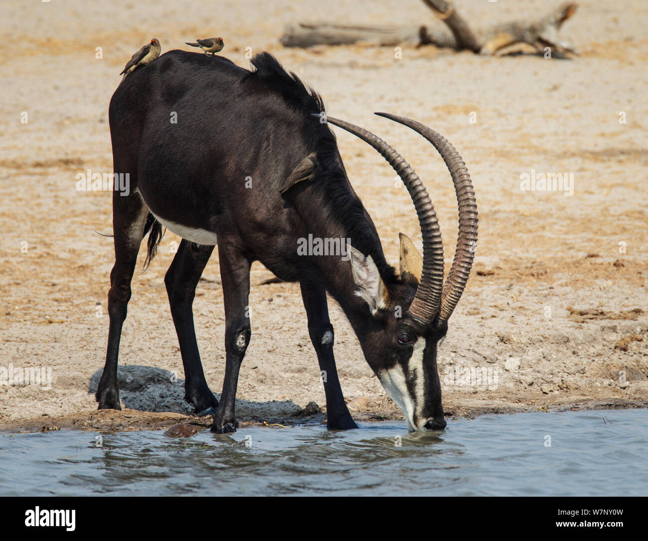 Sable antelope (Hippotragus niger) male drinking, Hwange National Park ...