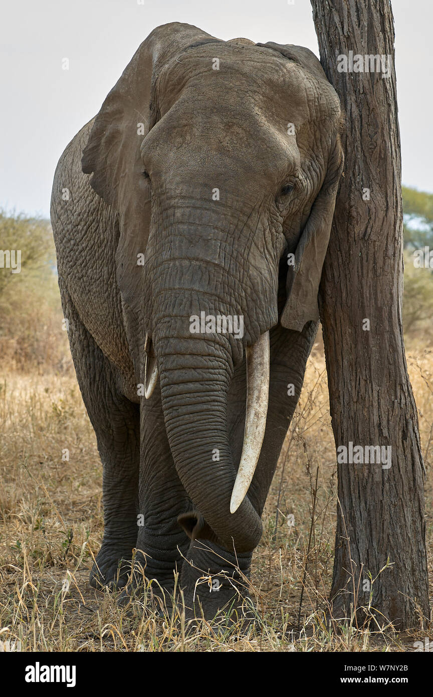 An old elephant takes a rest Stock Photo - Alamy