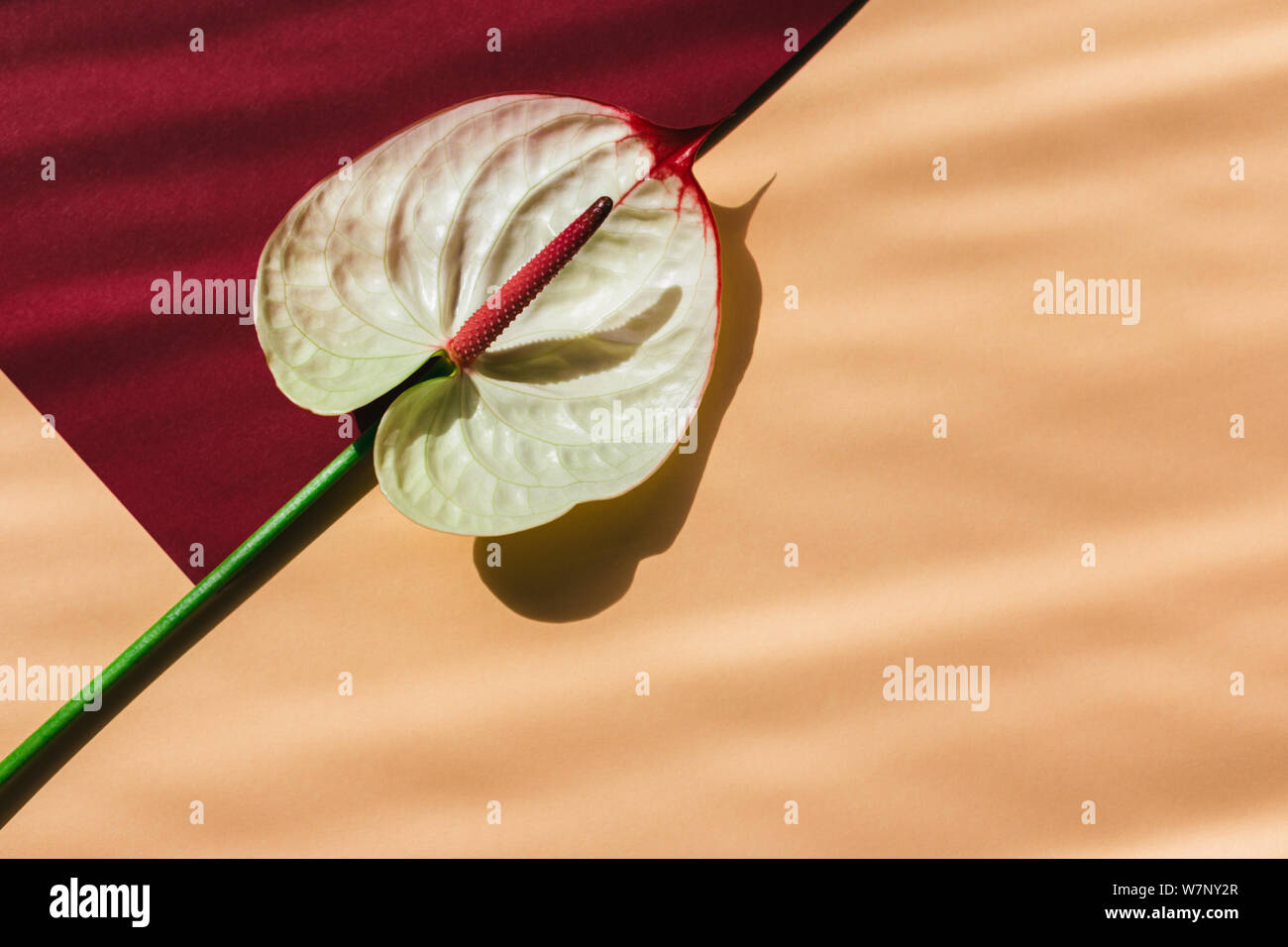 Beautiful tropical anthurium flower on peach pink and dark red ...