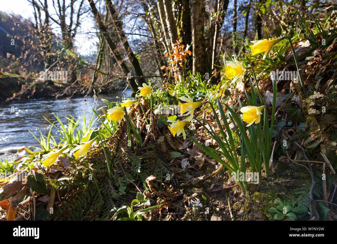 Wild Daffodils (Narcissus pseudonarcisus) by River Dunsford. Devon, UK ...