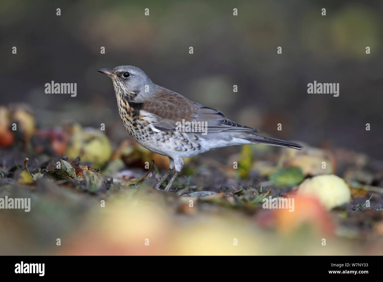Fieldfare (Turdus pilaris) Strumpshaw Fen, RSPB, Norfolk, UK, November ...