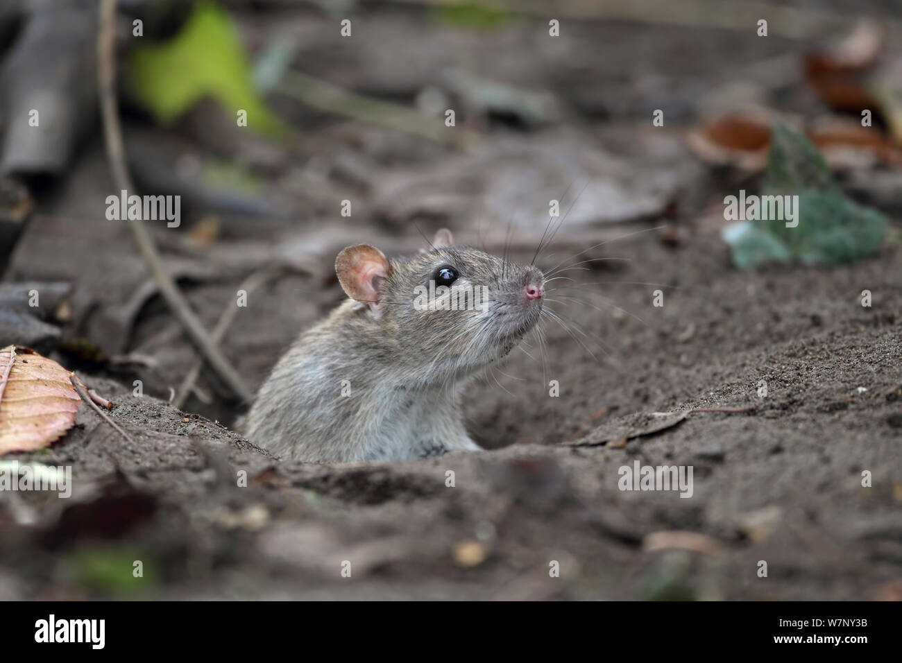 Brown Rat (Rattus norvegicus) peeking out of a burrow, Strumpshaw Fen ...