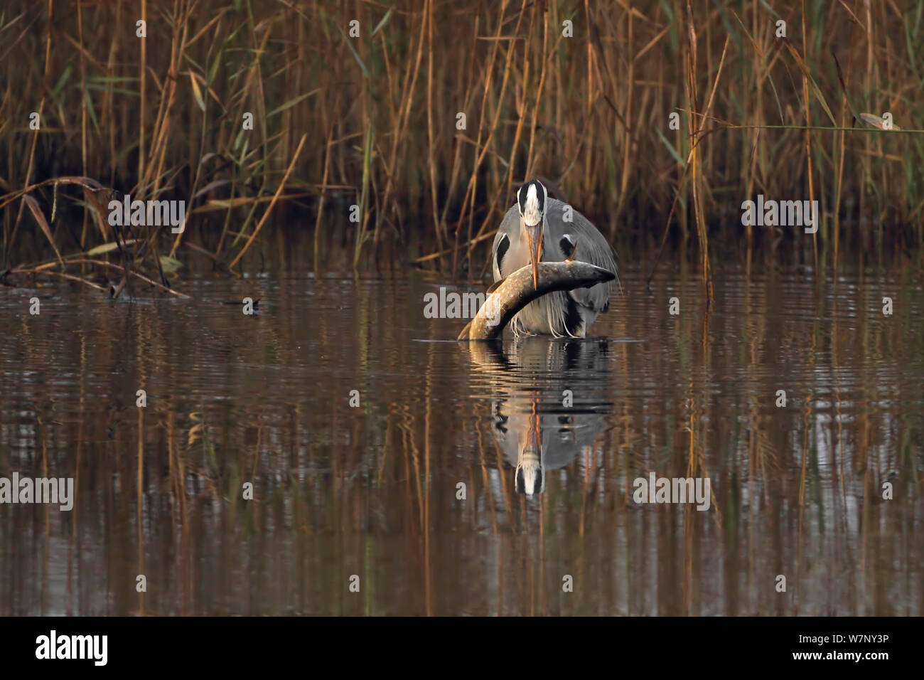 Grey Heron (Ardea cinerea) catching large fish, Strumpshaw Fen, RSPB ...