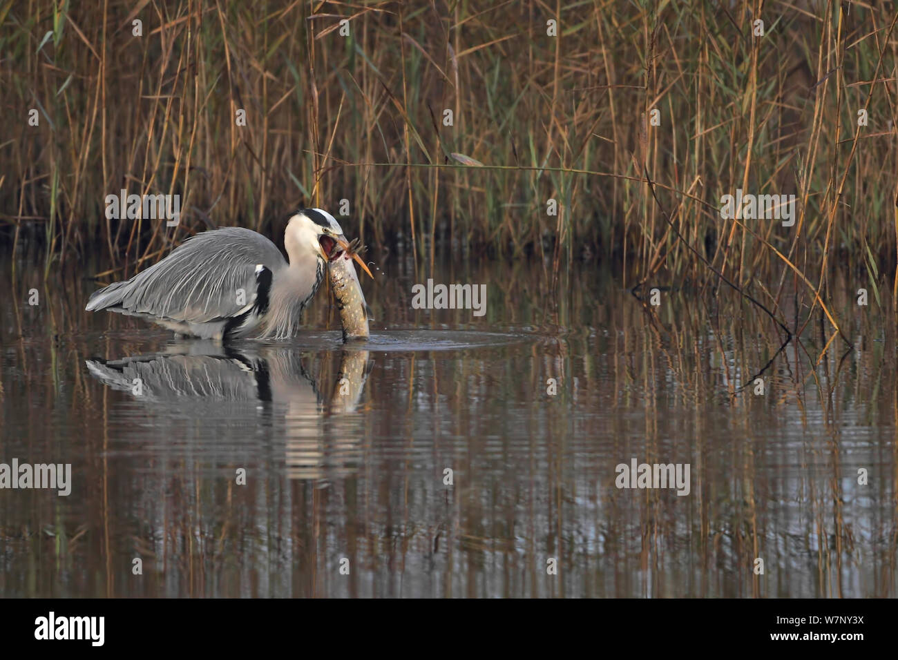 Freshwater Fish Eating Birds