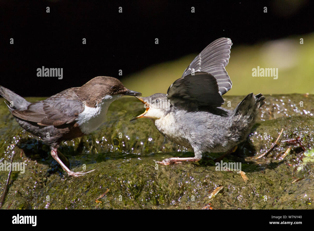 Juvenile dipper feeding hi-res stock photography and images - Alamy