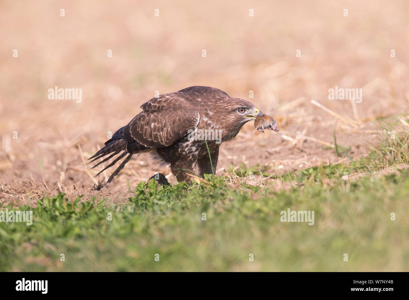 Common Buzzard (Buteo buteo) with mouse it has just caught, Germany ...