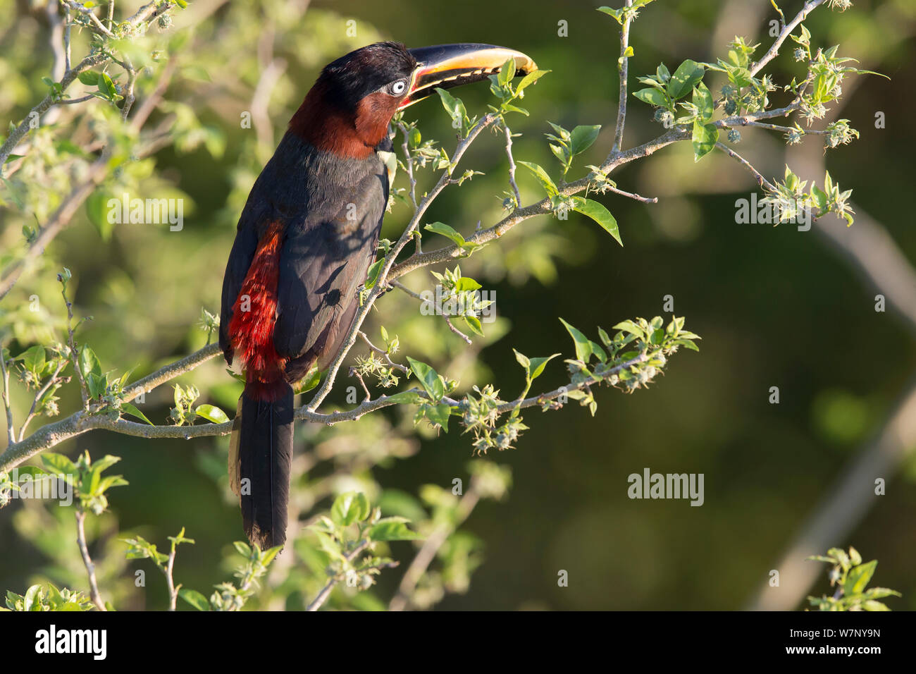 Chestnut-eared Aracari (Pteroglossus castanotis), Pantanal, Brazil ...