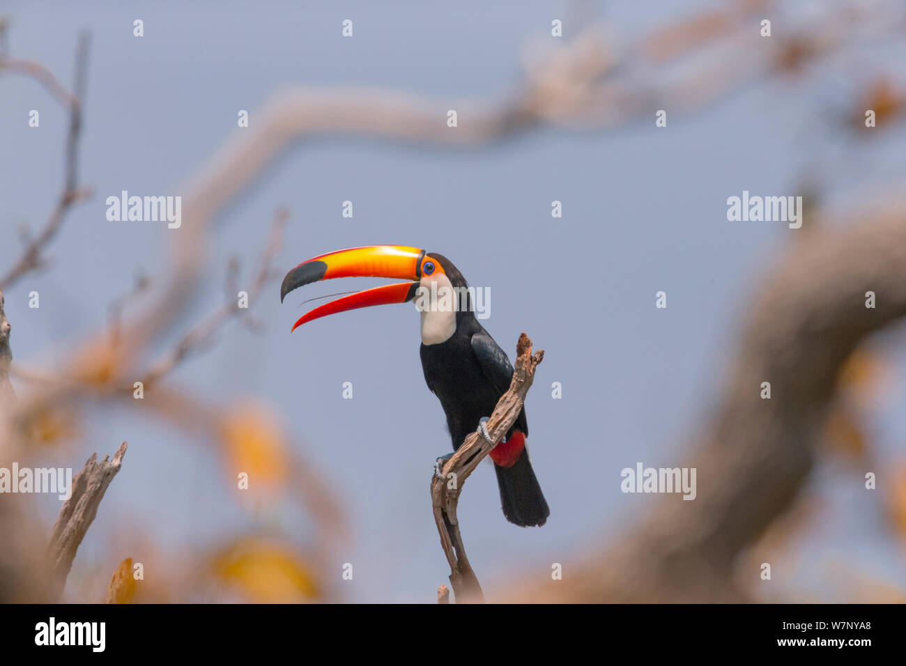 Toco toucan america hi-res stock photography and images - Alamy