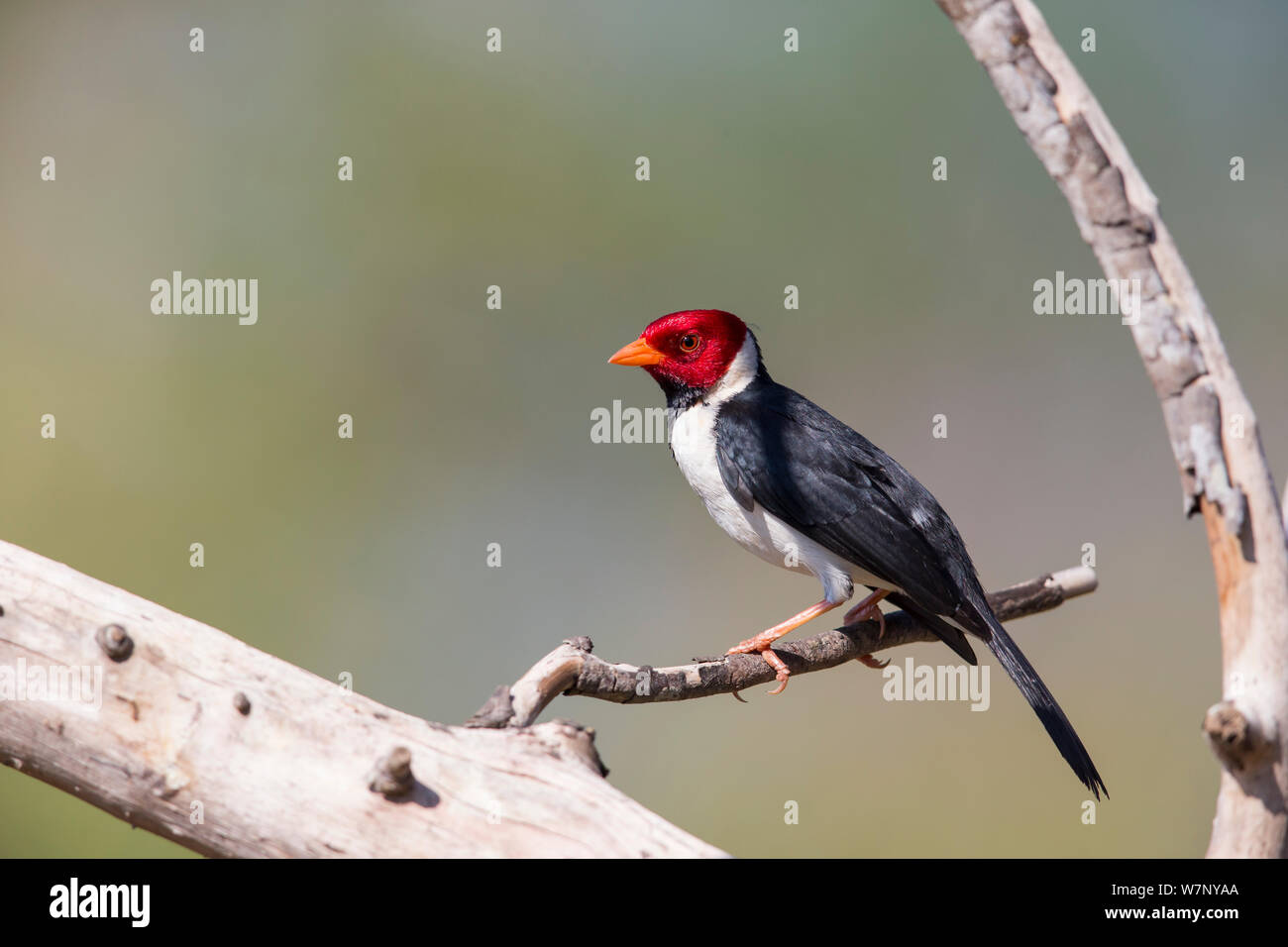 Red-capped Cardinal (Paroaria gularis) male, Pantanal, Brazil Stock ...