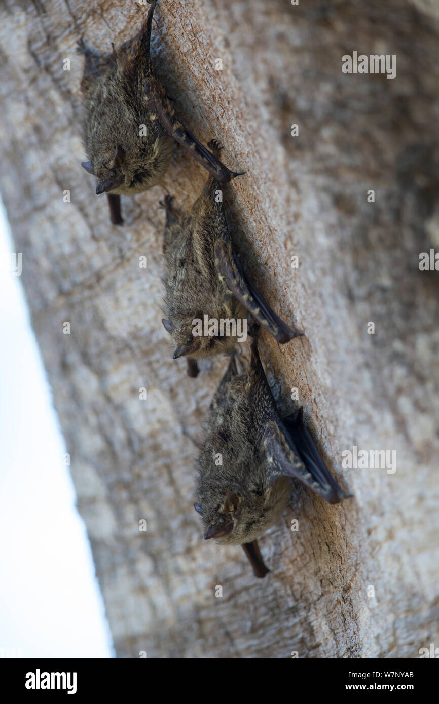 Long nosed bats hi-res stock photography and images - Alamy