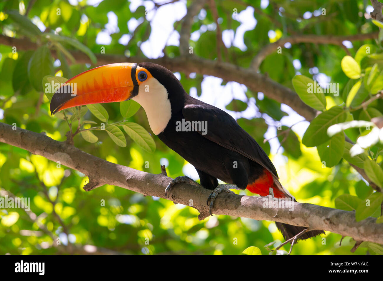 Toco toucan hi-res stock photography and images - Alamy