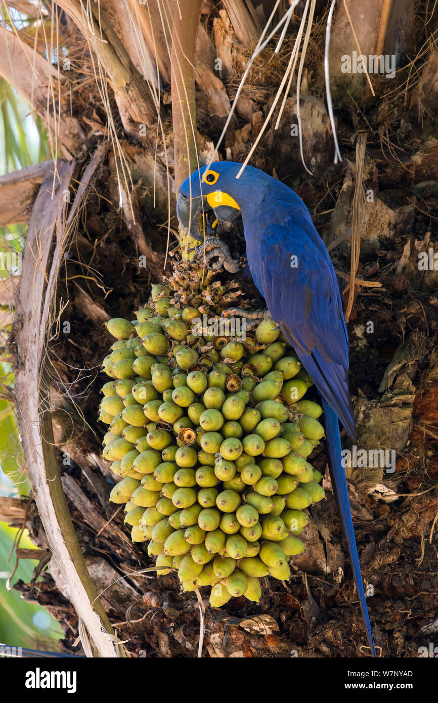 Hyacinth Macaw (Anodorhynchus hyacinthinus) eating nuts of Acari Palm ...