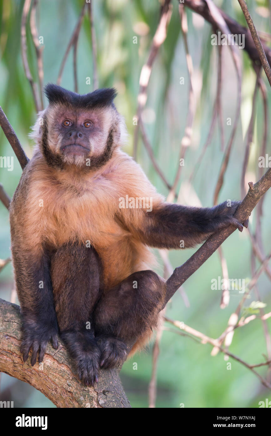 Brown Capuchin Monkey (Cebus apella) dominant male, Mato Grosso do sul ...