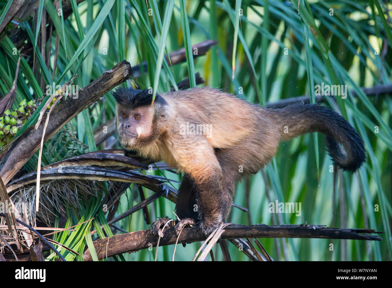 Brown Capuchin Monkey (Cebus apella) dominant male, Mato Grosso do sul ...
