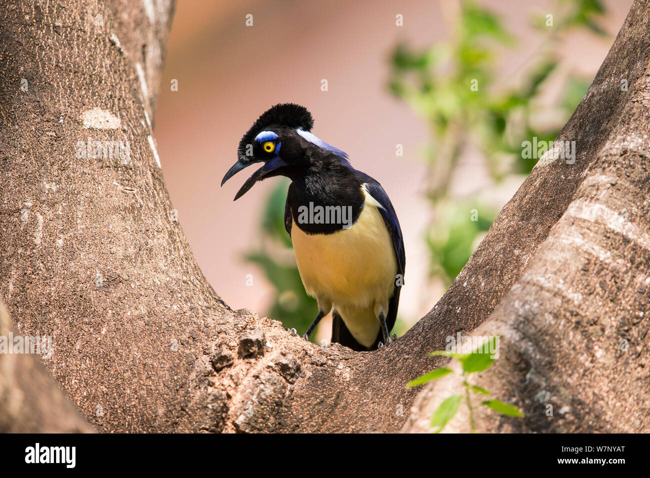 Plush-crested Jay (Cyanocorax chrysops), Mato Grosso do sul, Brazil ...