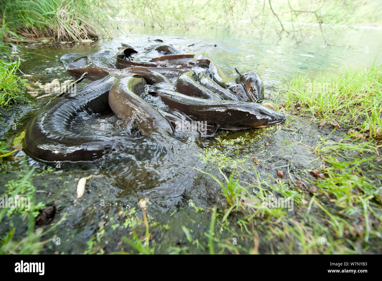 Longfin eels hi-res stock photography and images - Alamy