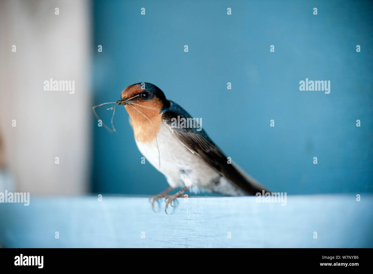 Welcome Swallow (Hirundo neoxena) with nesting material. Christchurch ...