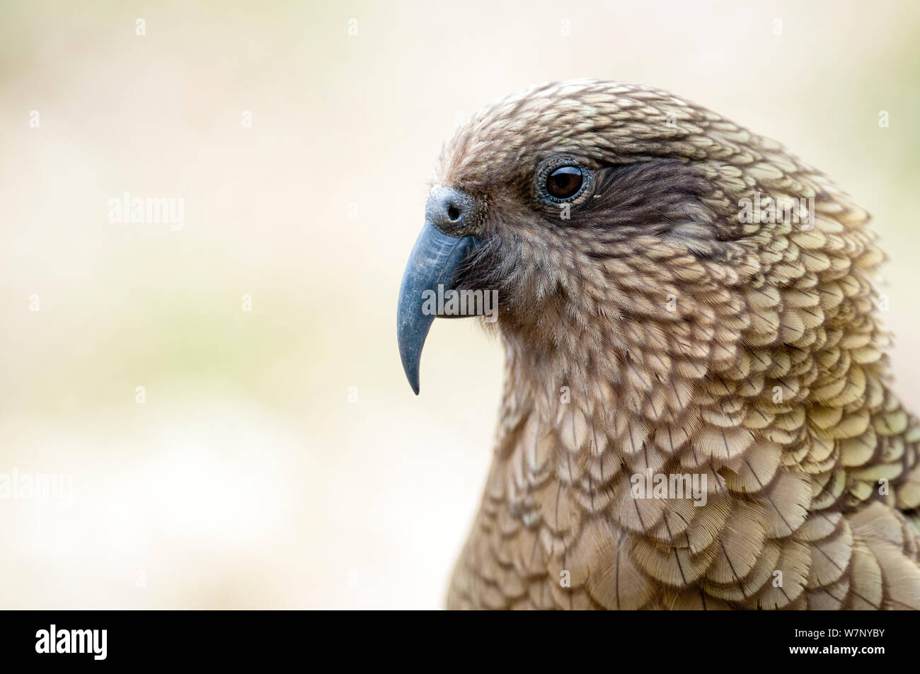 Kea (Nestor notabilis) portrait. Arthurs Pass, New Zealand, October ...