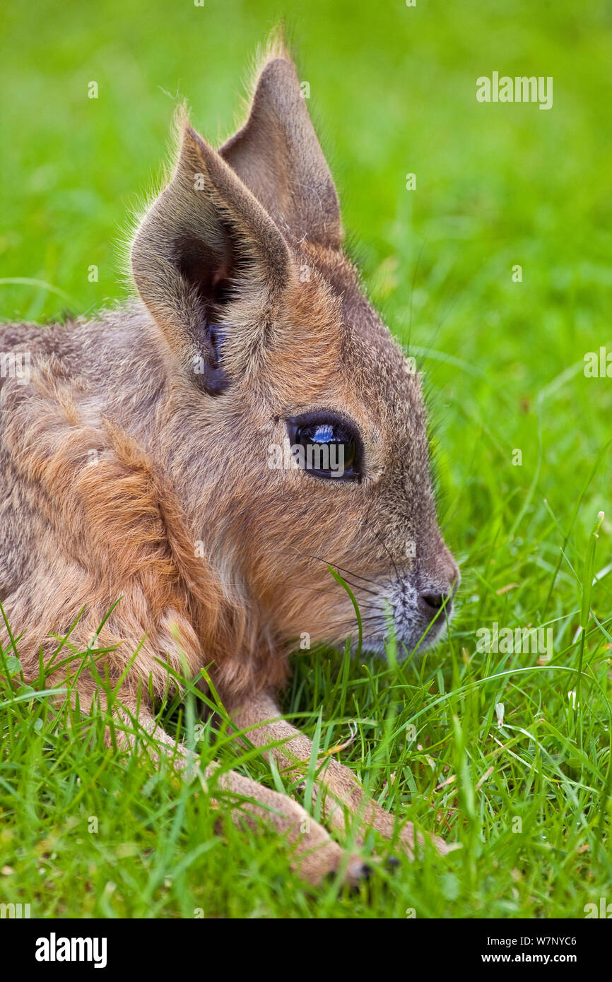 Young Patagonian Cavy / Mara (Dolichotis patagonum). Captive. Southern ...
