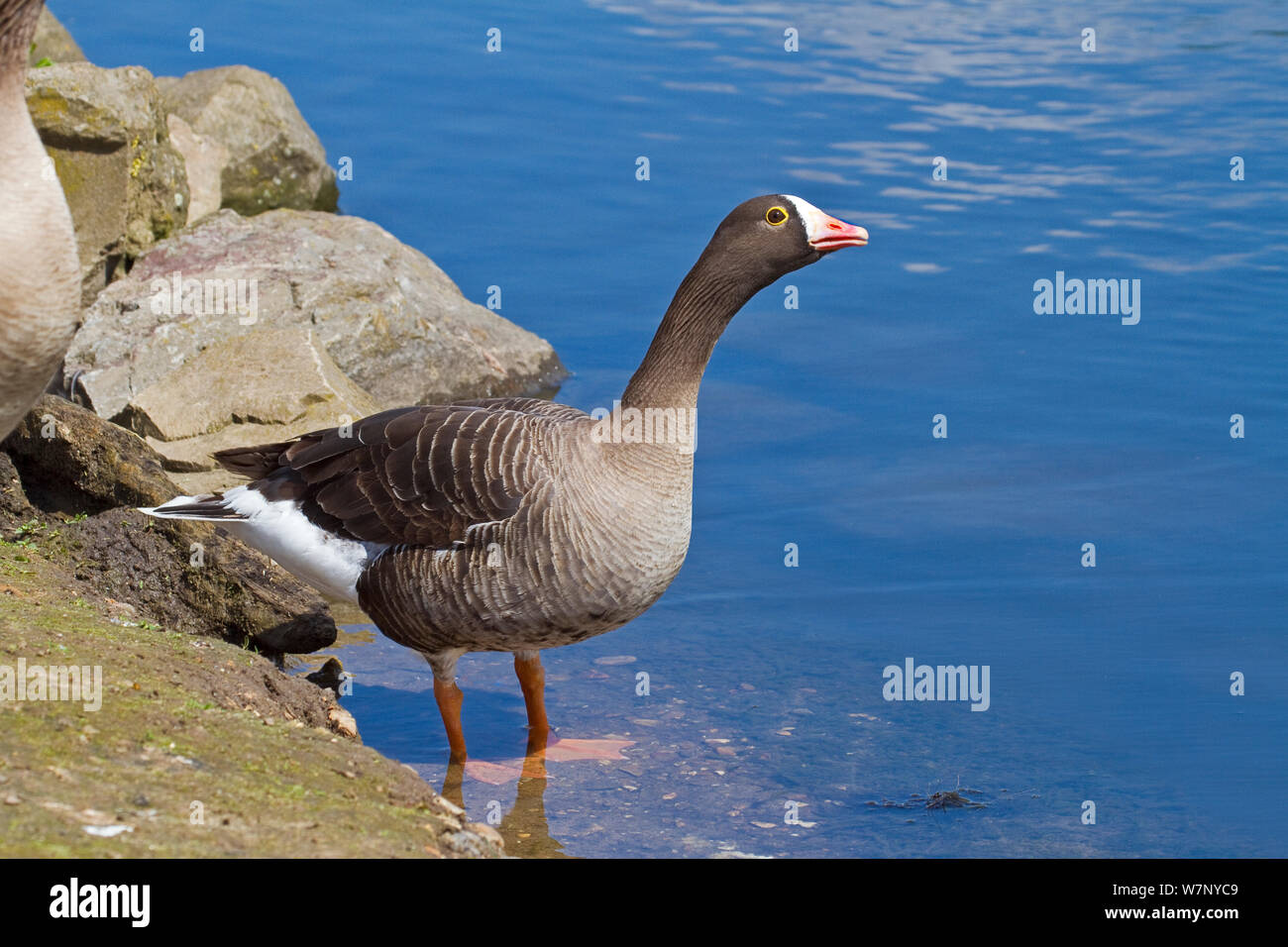 Lesser White-fronted Goose (Anser erythropus) by water. Endemic to ...