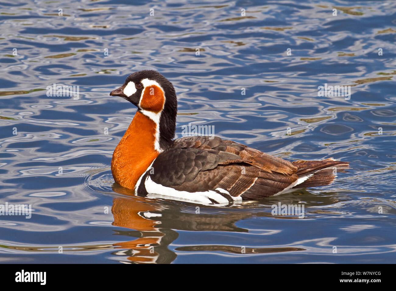 Red-breasted Goose (Branta ruficollis) on water. Captive. Endemic to ...