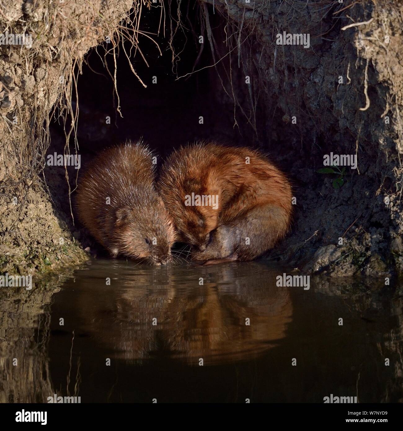 Musque hi-res stock photography and images - Alamy