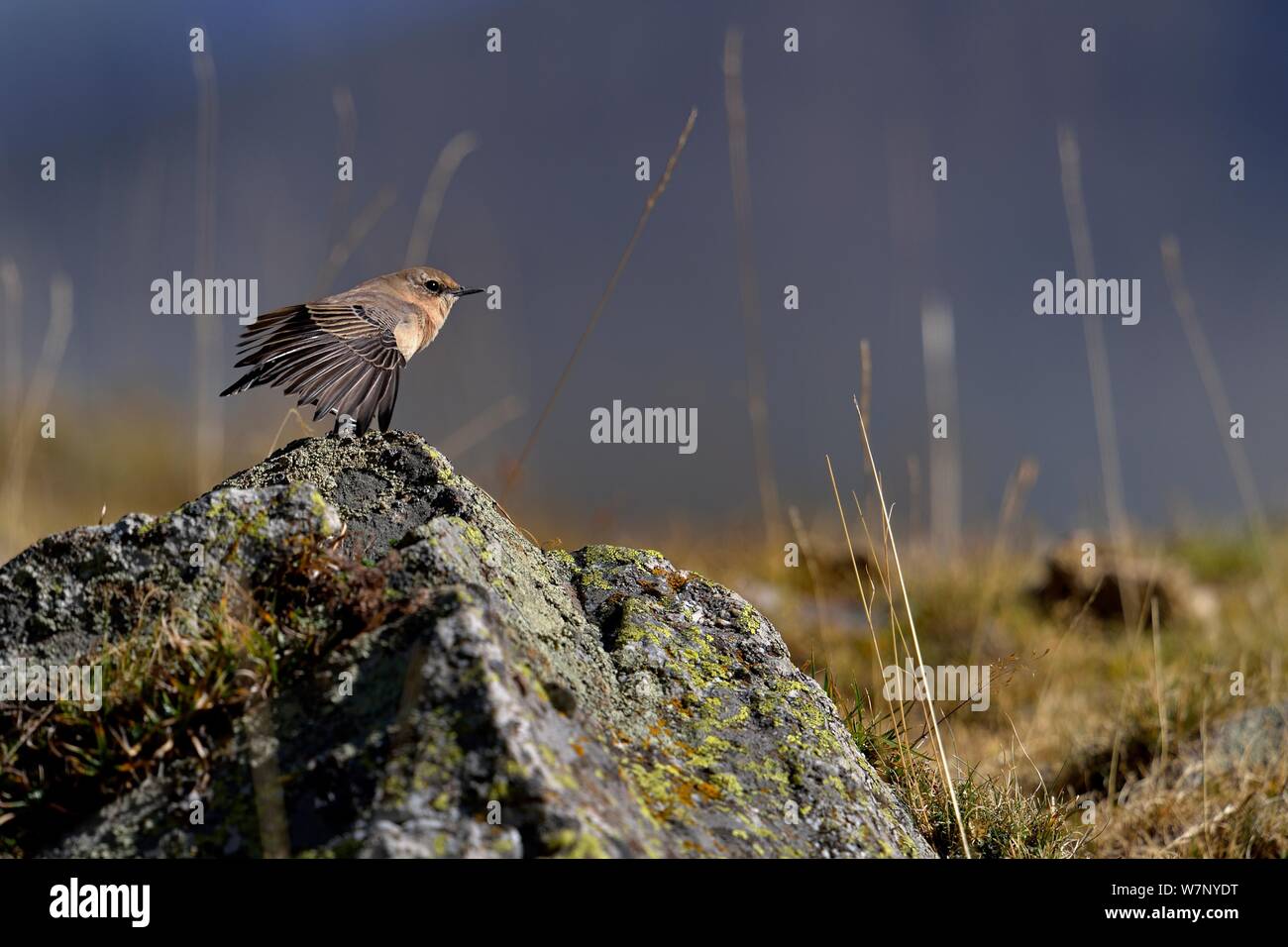 French pyrenees birds hi-res stock photography and images - Alamy