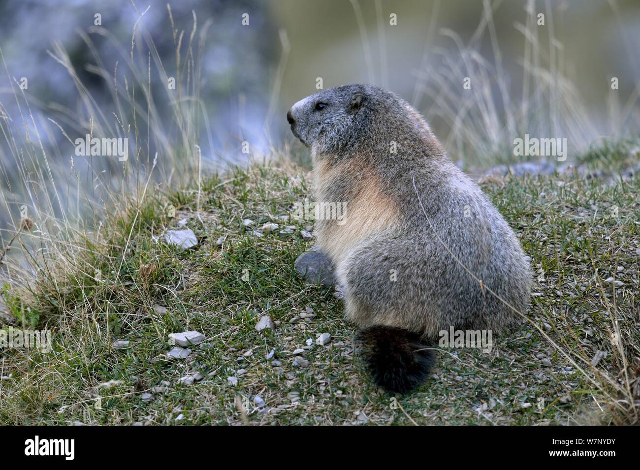 Alpine Marmot (Marmota marmota). French Pyrenees, September Stock Photo ...