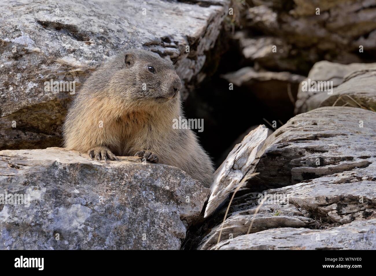 Alpine Marmot (Marmota marmota) among rocks. French Pyrenees, September ...