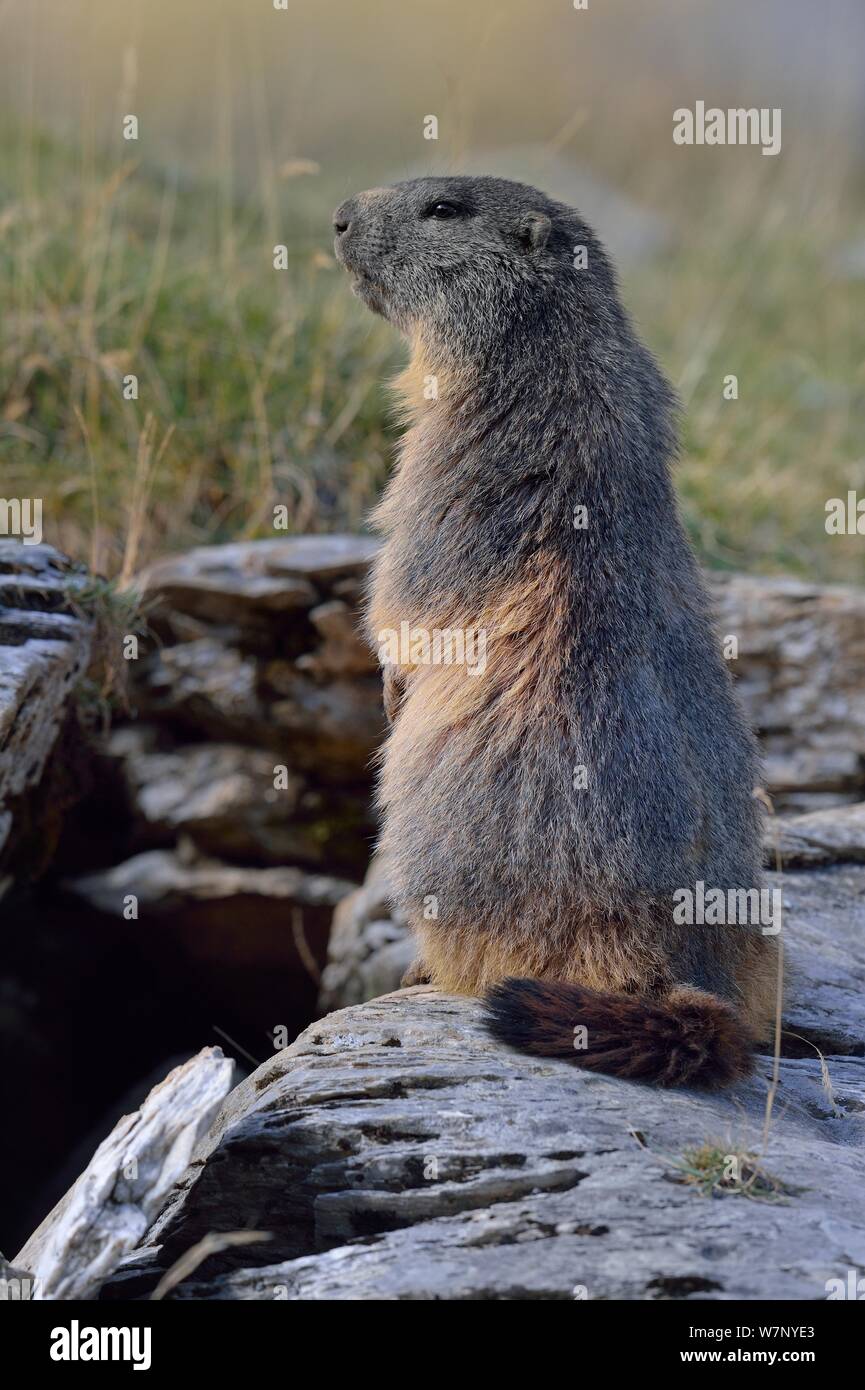 Alpine Marmot (Marmota marmota), standing on hind legs. French Pyrenees ...