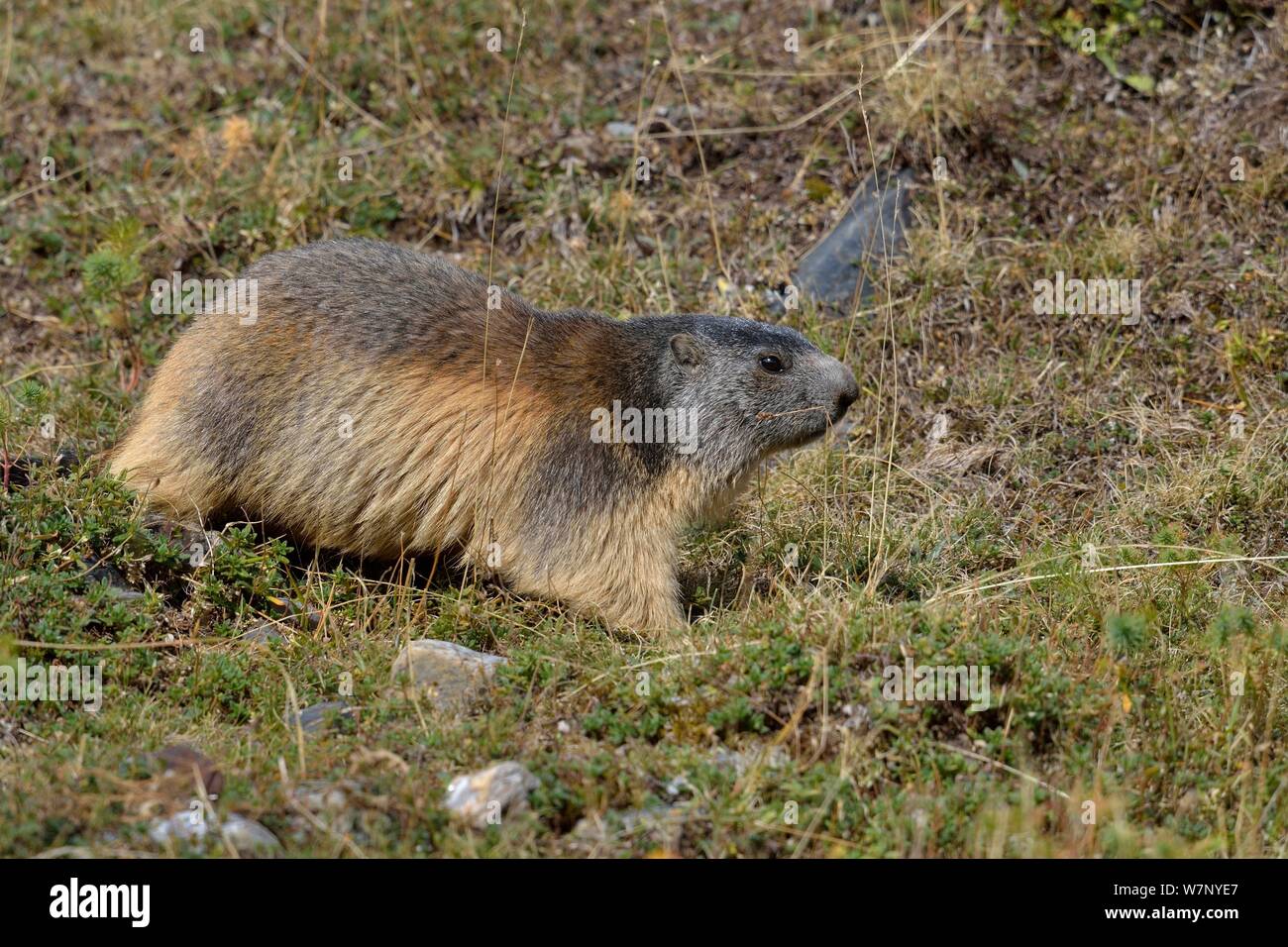 Alpine Marmot (Marmota marmota). French Pyrenees, September Stock Photo ...