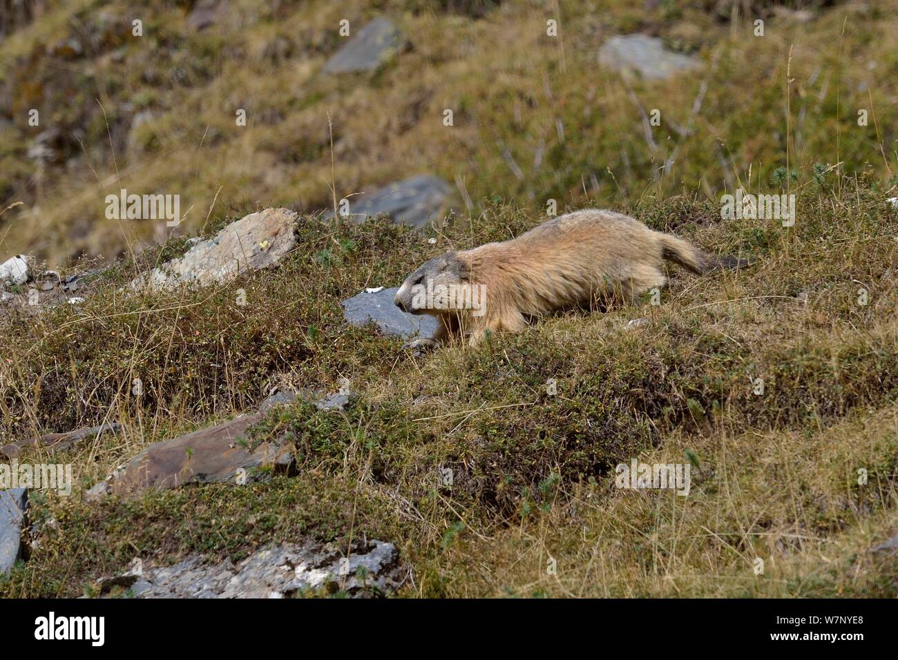 Marmotte alpine hi-res stock photography and images - Alamy