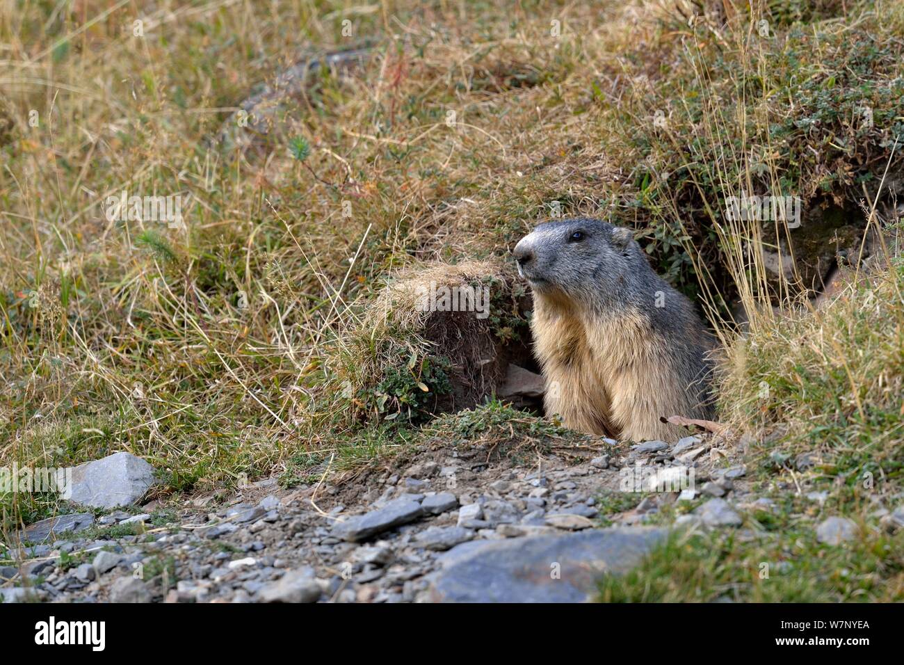 Marmots burrow hi-res stock photography and images - Alamy