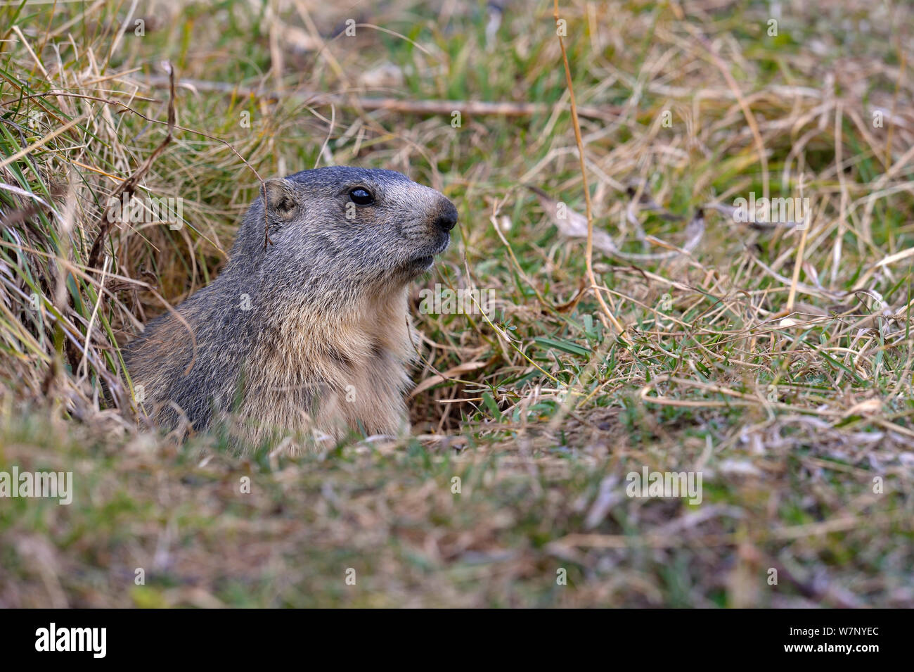 Alpine Marmot (Marmota marmota) in nest burrow. French Pyrenees ...
