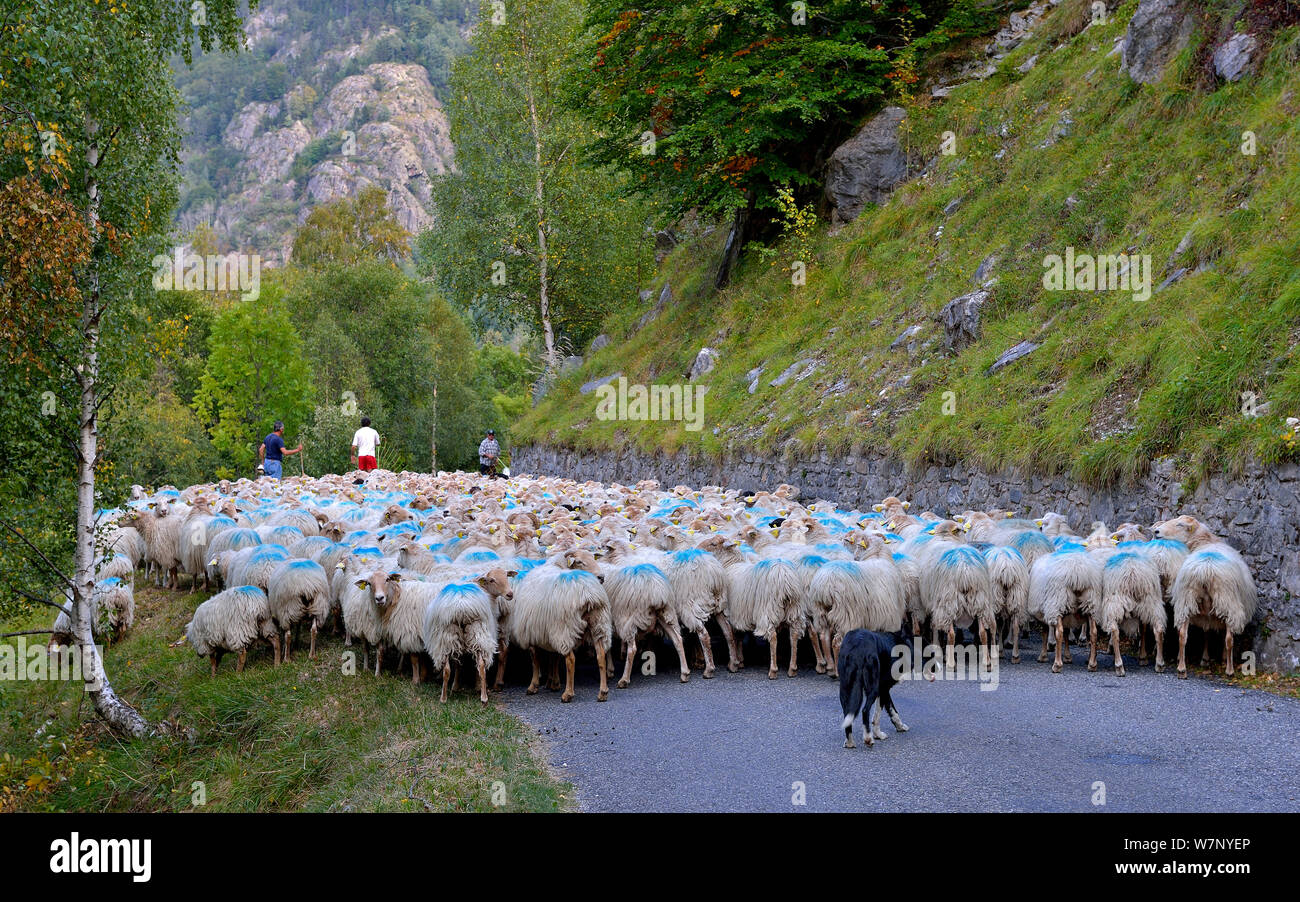 Working sheep dogs hi-res stock photography and images - Alamy