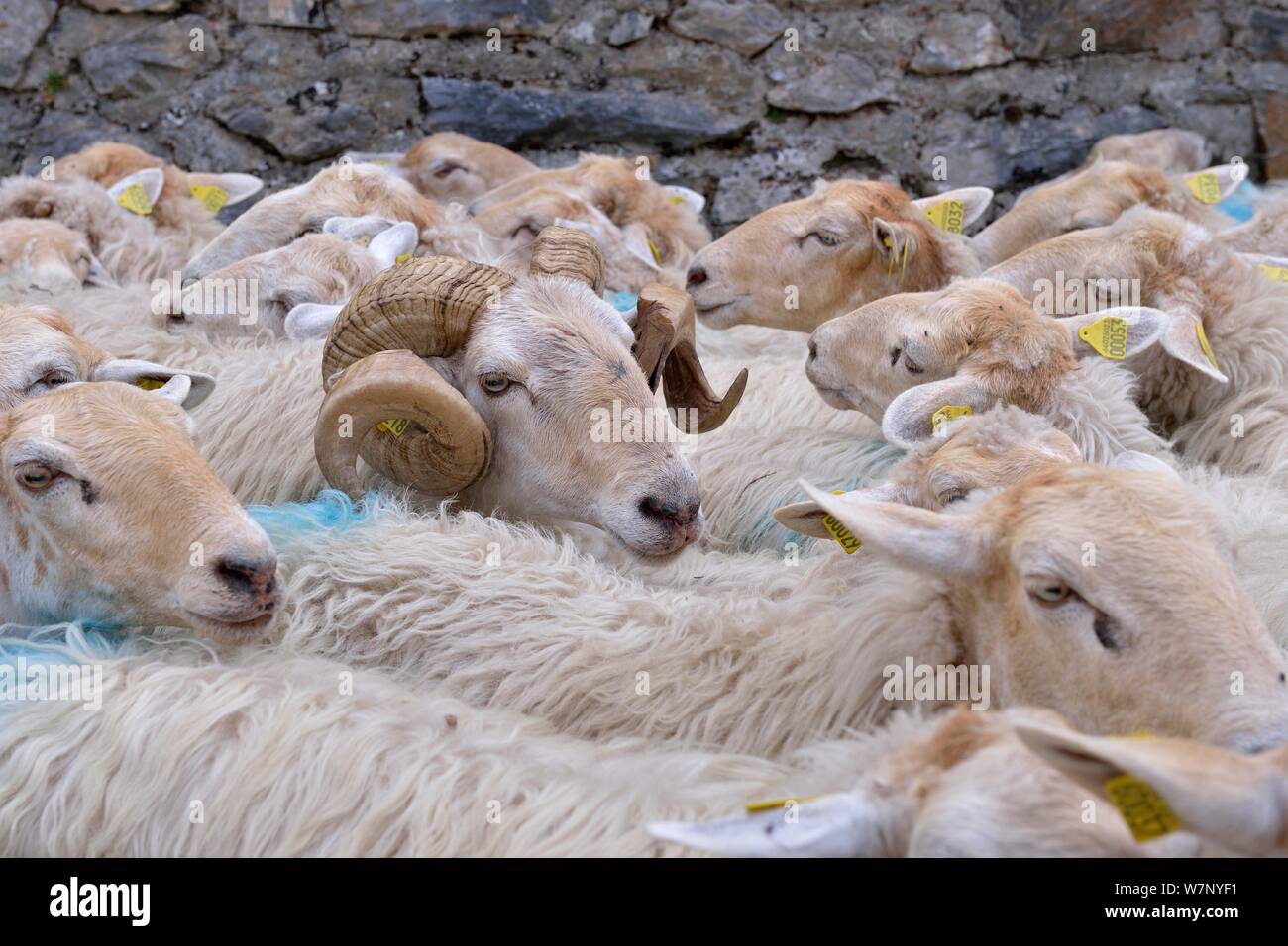 Sheep (Ovis aries) flock, male surrounded by females. Ossoue valley ...