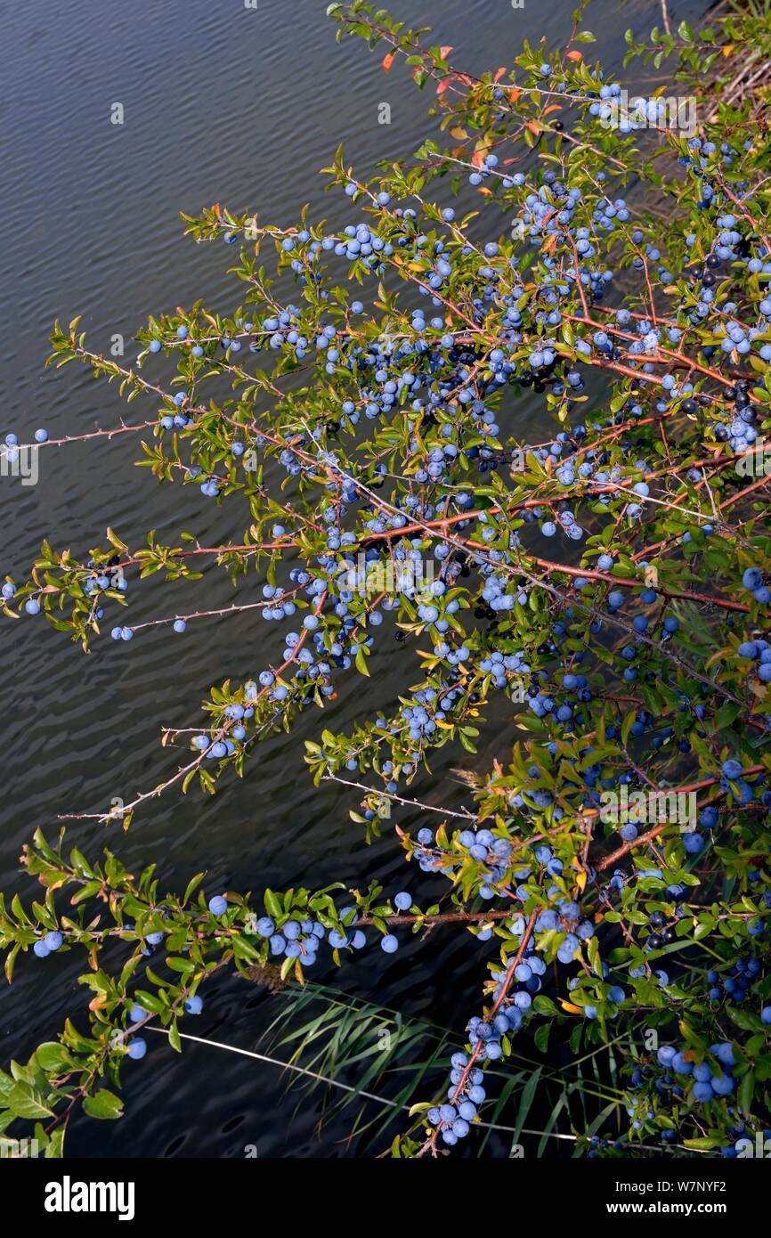 Sloe of europe hi-res stock photography and images - Alamy