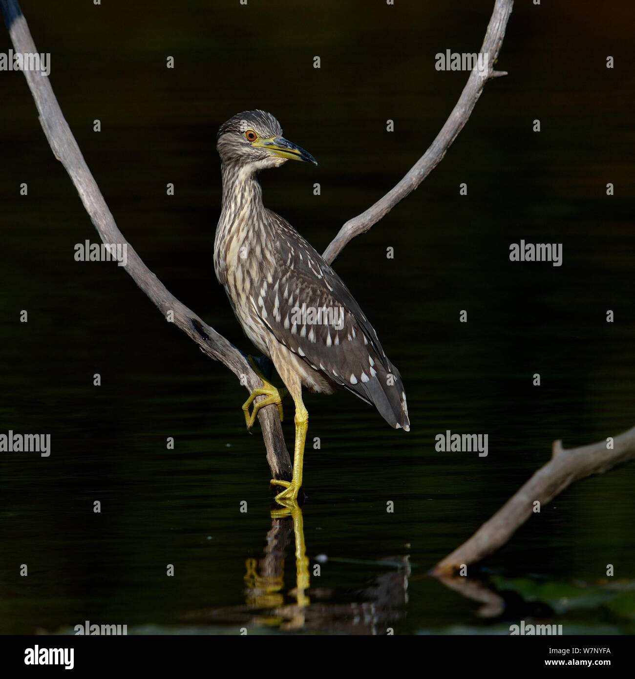 Nycticorax nycticorax europe hi-res stock photography and images - Alamy