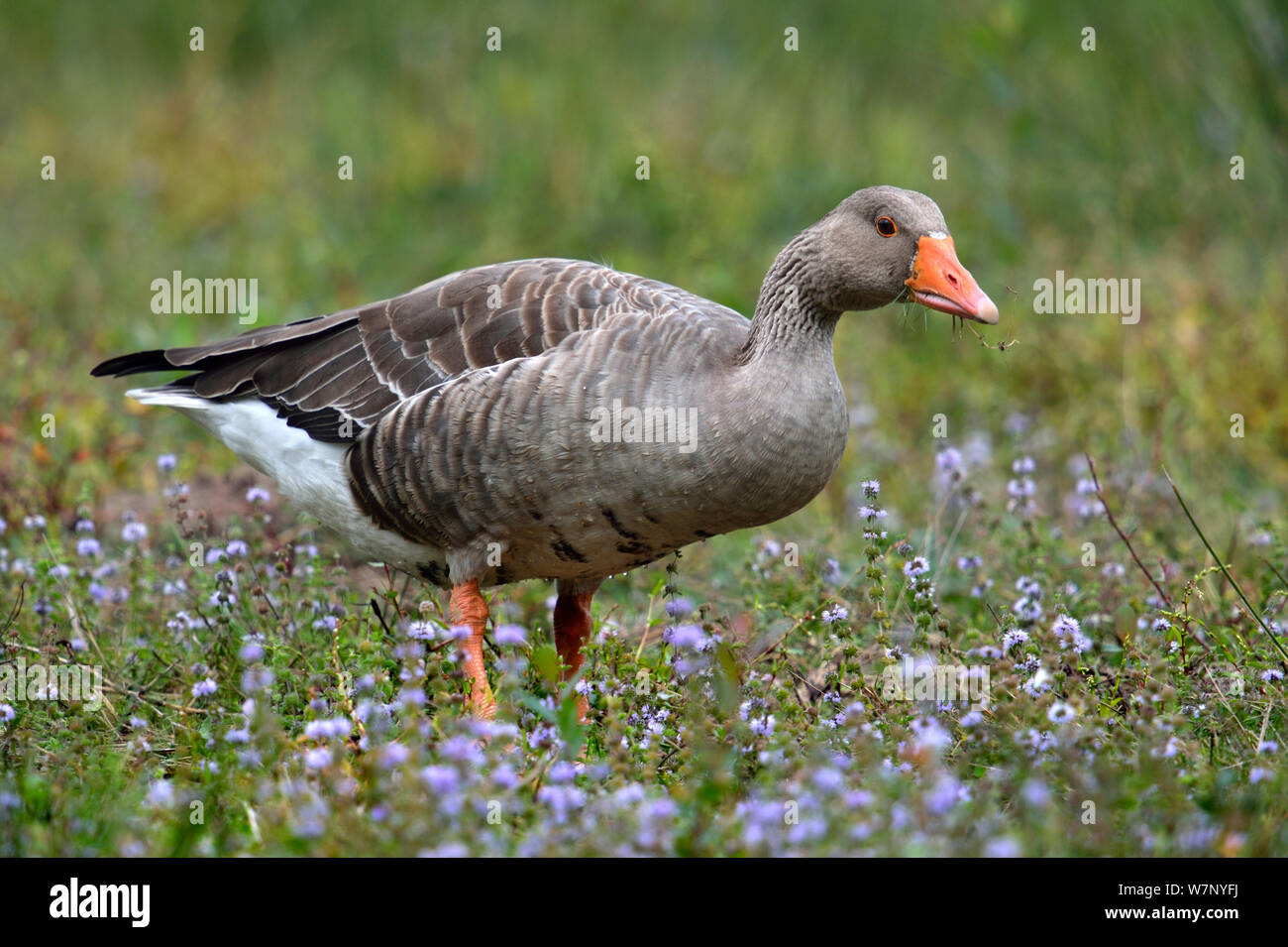 Goose with flowers and grass hi-res stock photography and images - Alamy